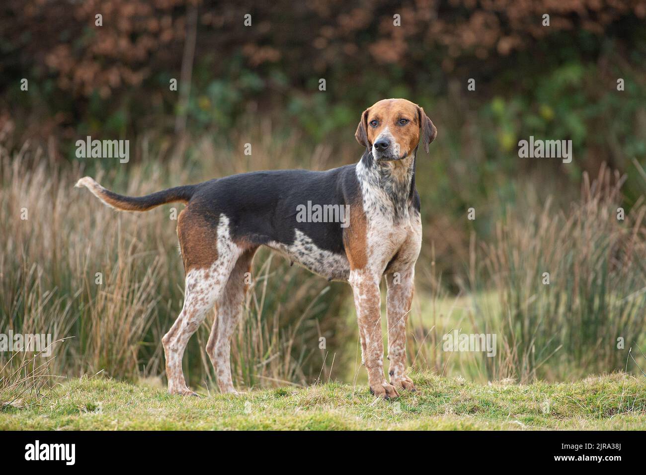 Old English Foxhound Stock Photo - Alamy