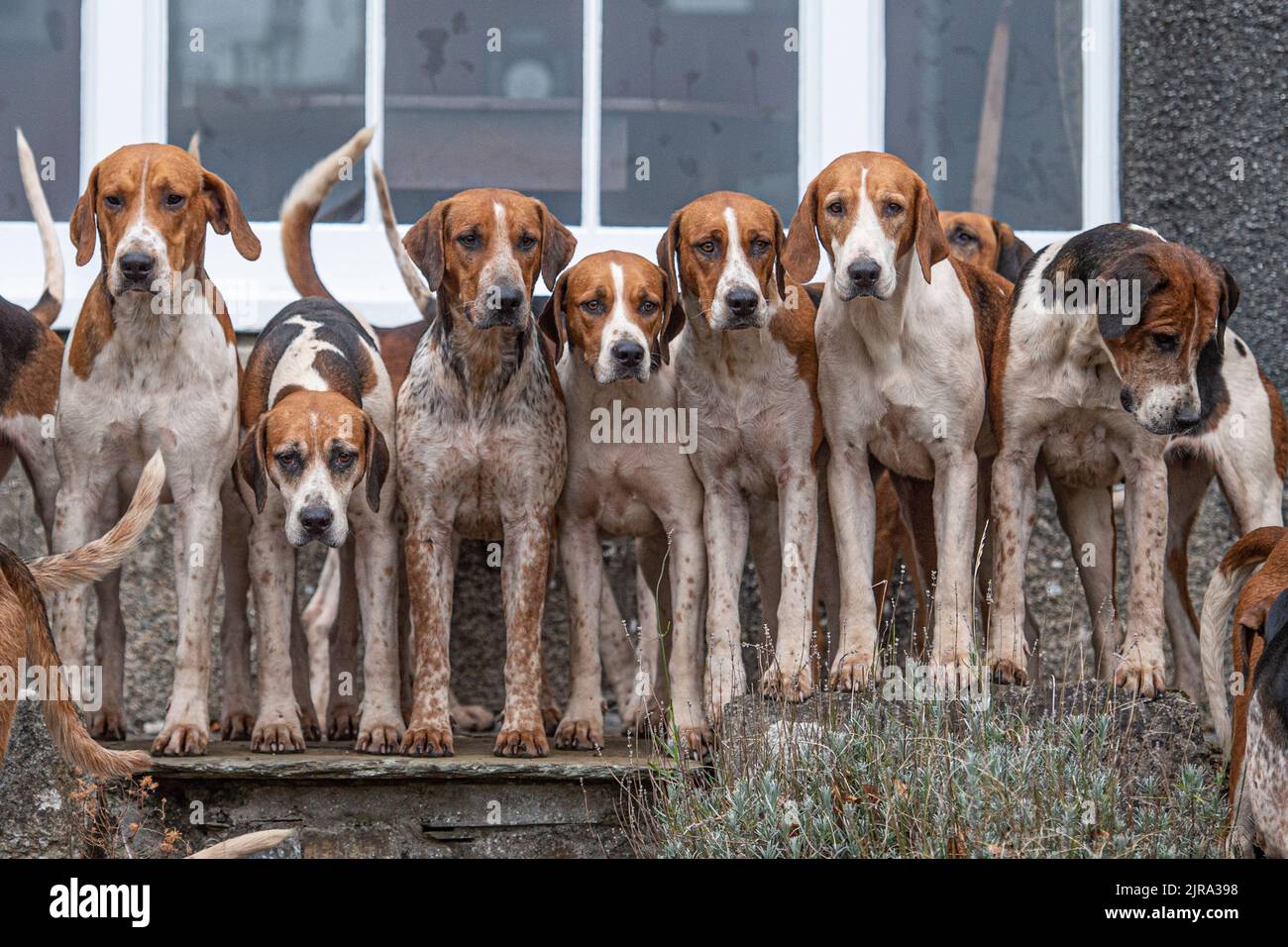 pack of old English Foxhounds Stock Photo - Alamy