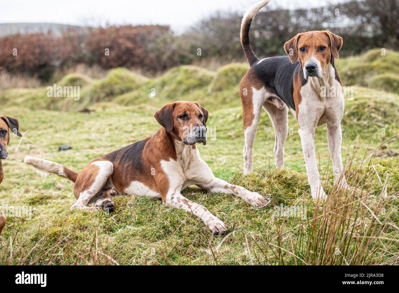 Two foxhounds hi-res stock photography and images - Alamy