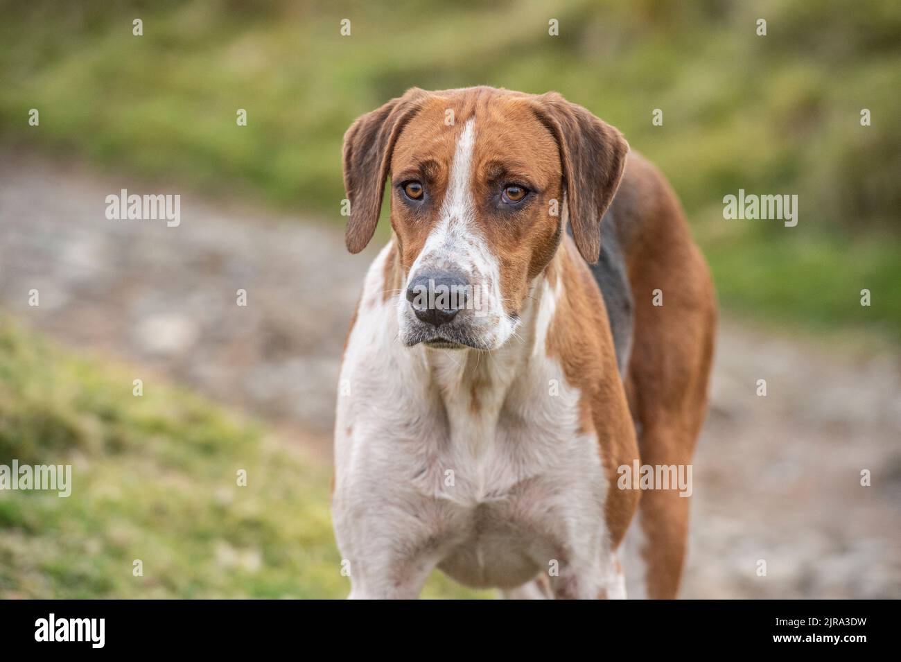 Boxer Foxhound Mix