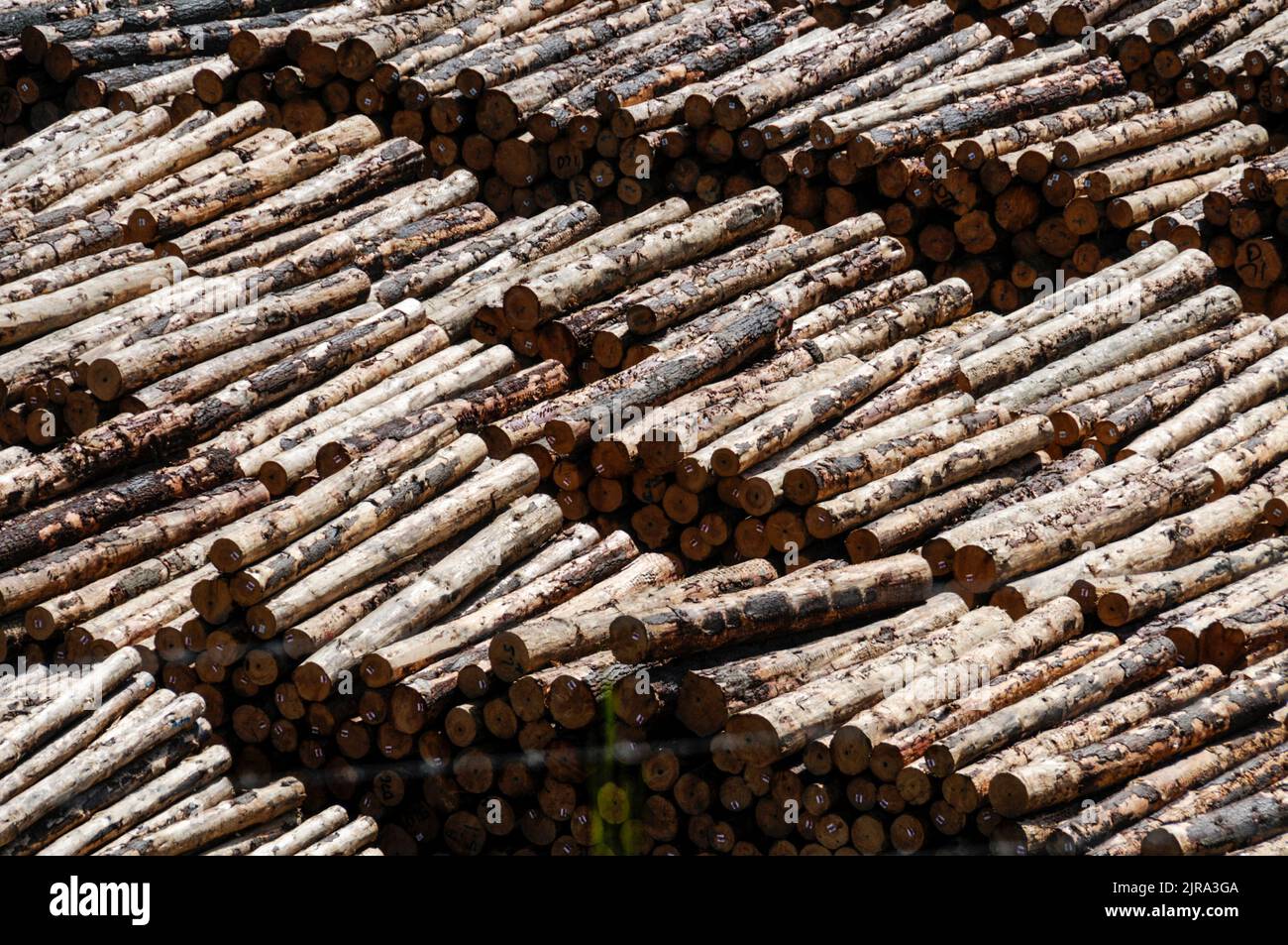 Timber for export to Japan on the quay at Picton on South Island in New ...