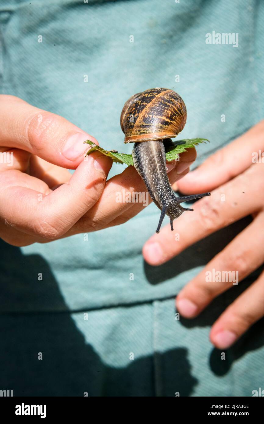 kid holding snail in hand Stock Photo - Alamy