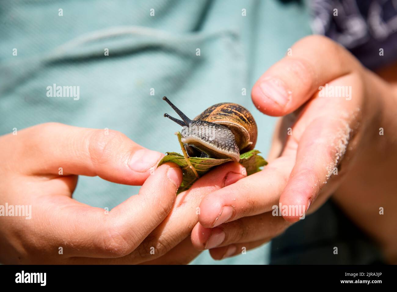 kid holding snail in hand Stock Photo - Alamy