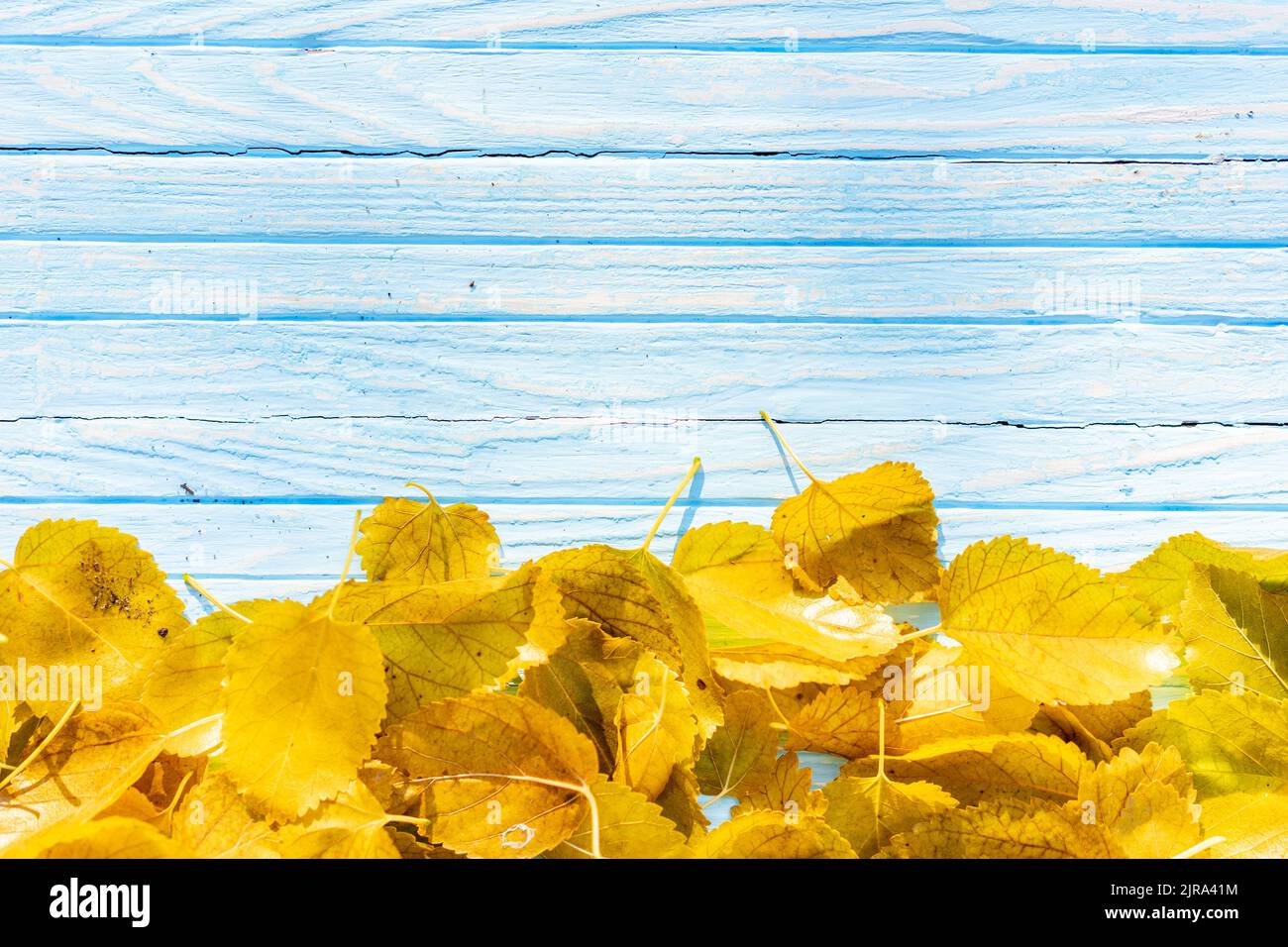 Autumn leaves frame on one down side wooden blue background top view ...