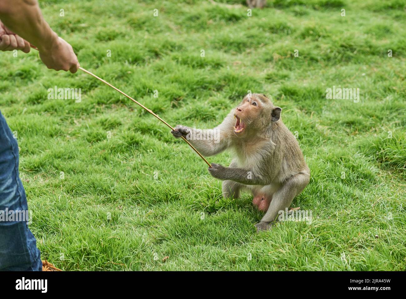 Angry monkey hi-res stock photography and images - Alamy