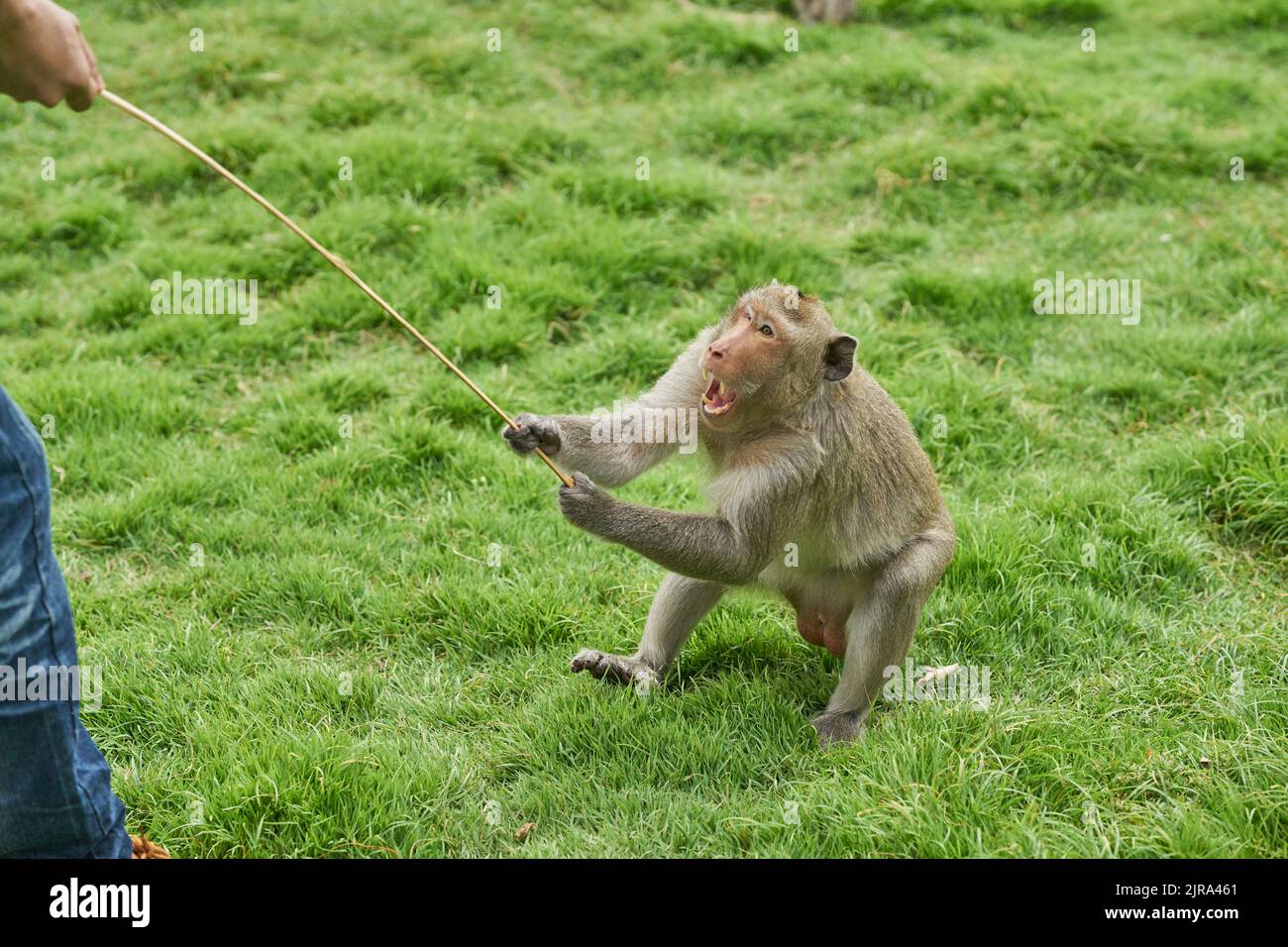A very angry aggressive monkey Stock Photo - Alamy