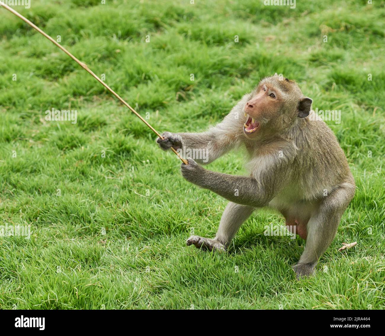 A very angry aggressive monkey Stock Photo - Alamy