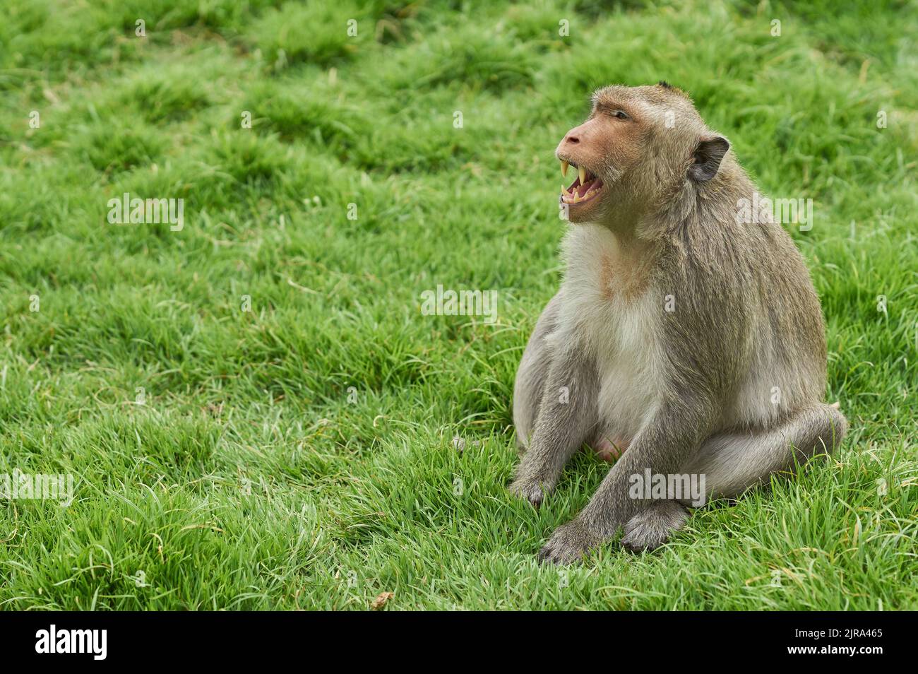 A very angry aggressive monkey Stock Photo - Alamy