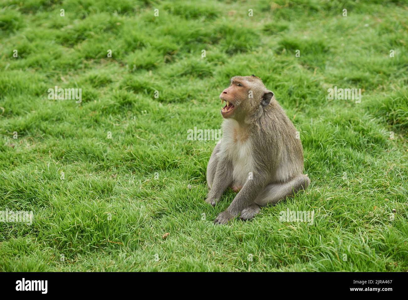 A very angry aggressive monkey Stock Photo - Alamy