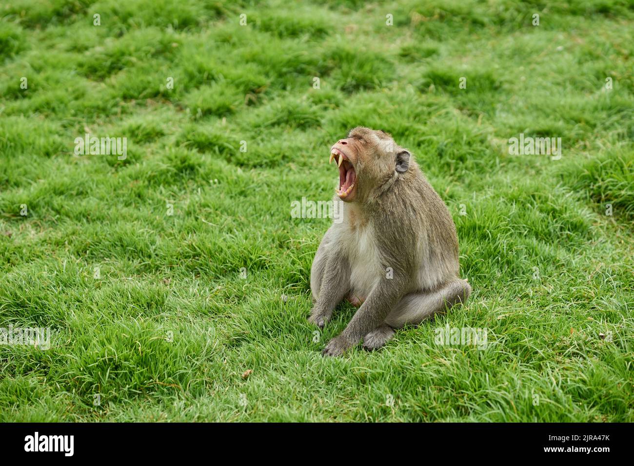 Gorilla screaming hi-res stock photography and images - Alamy