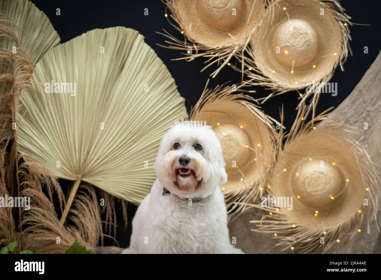 A cute white dog at Festa Junina with a straw hat, yellow flower, and ...