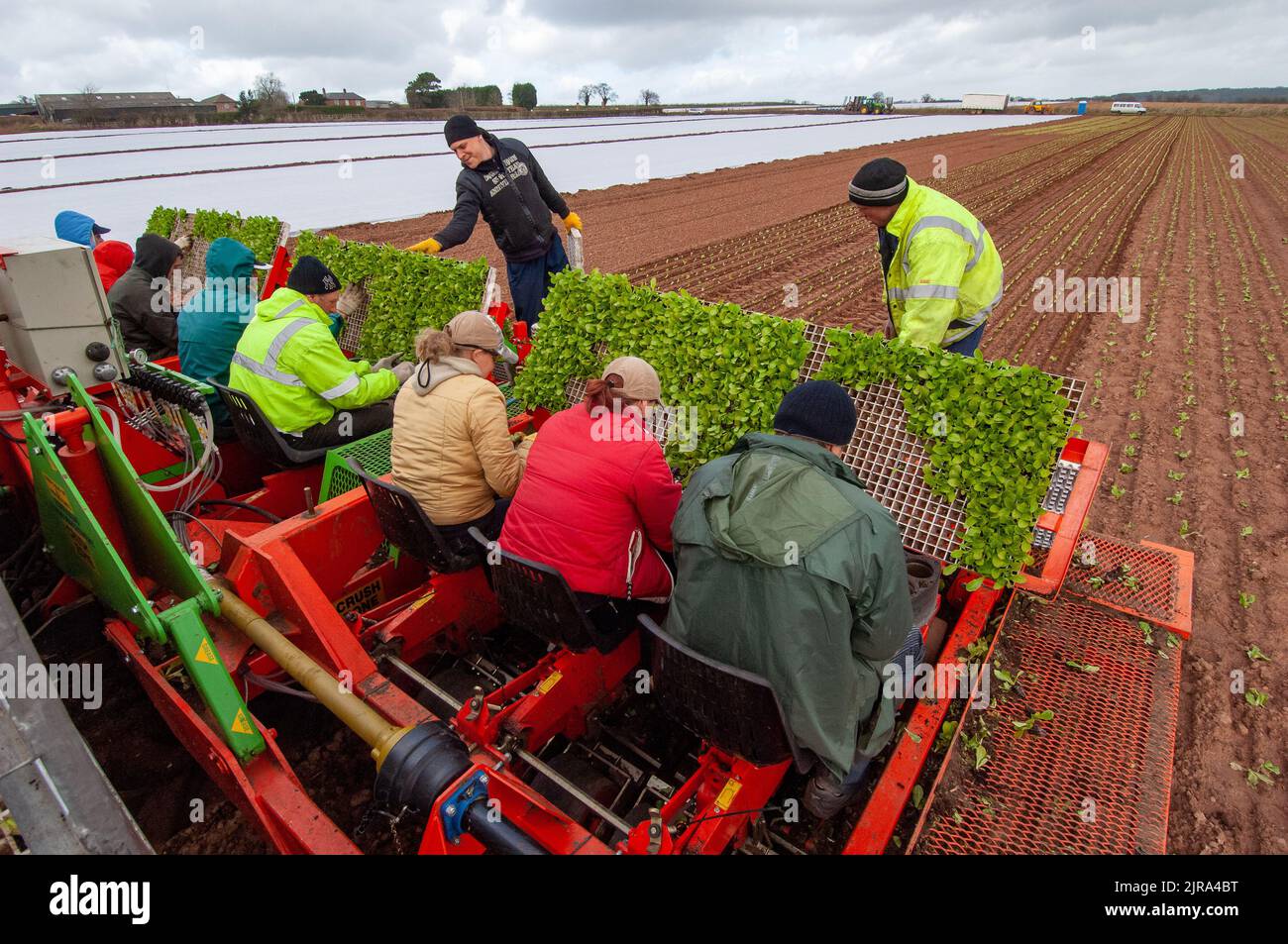 Workers on a 16 row machine planting Iceberg lettuce, Shropshire, UK ...