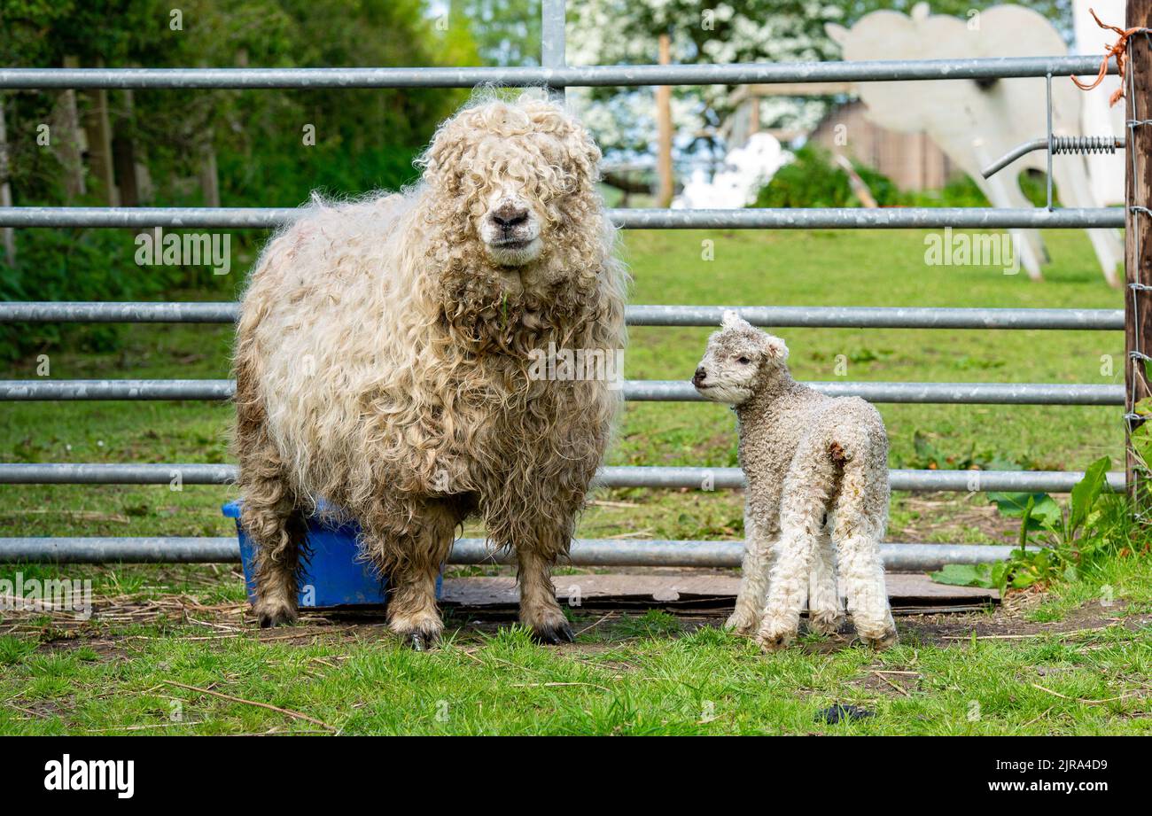 A Grey Faced Dartmoor ewe and lamb, Lancashire, UK Stock Photo - Alamy