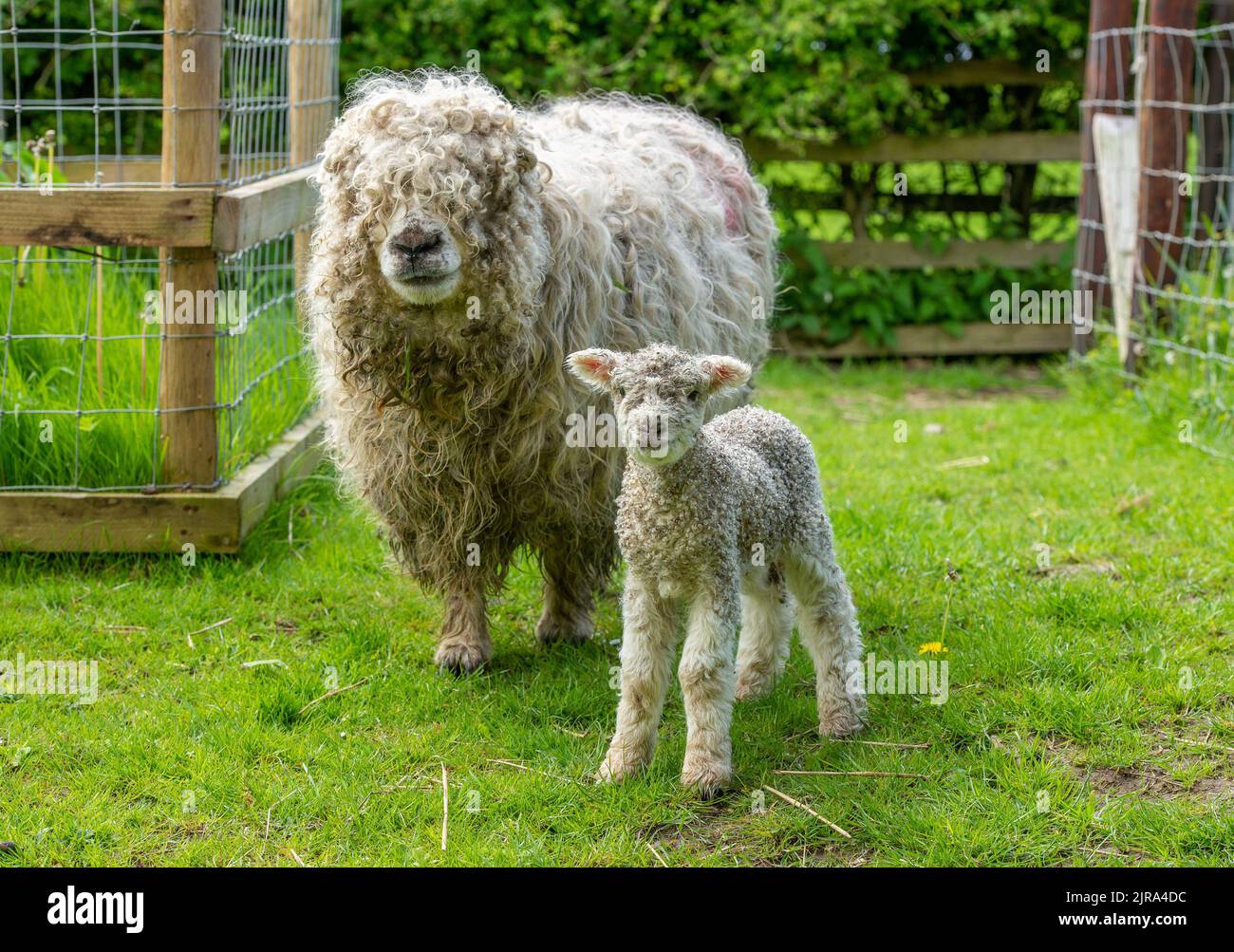 A Grey Faced Dartmoor ewe and lamb, Lancashire, UK Stock Photo - Alamy