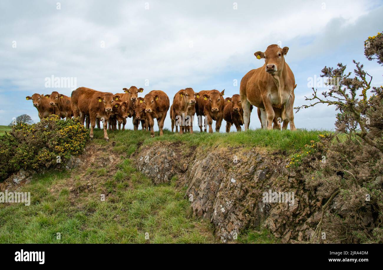 Pedigree limousin beef cattle hi-res stock photography and images - Alamy