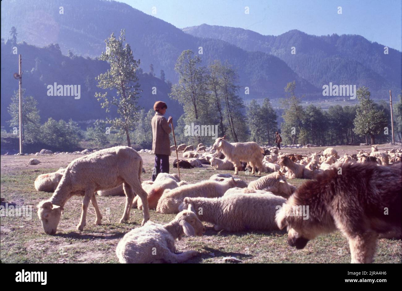 Shephard and Dog guarding the grazing animals Kashmir, India Stock ...