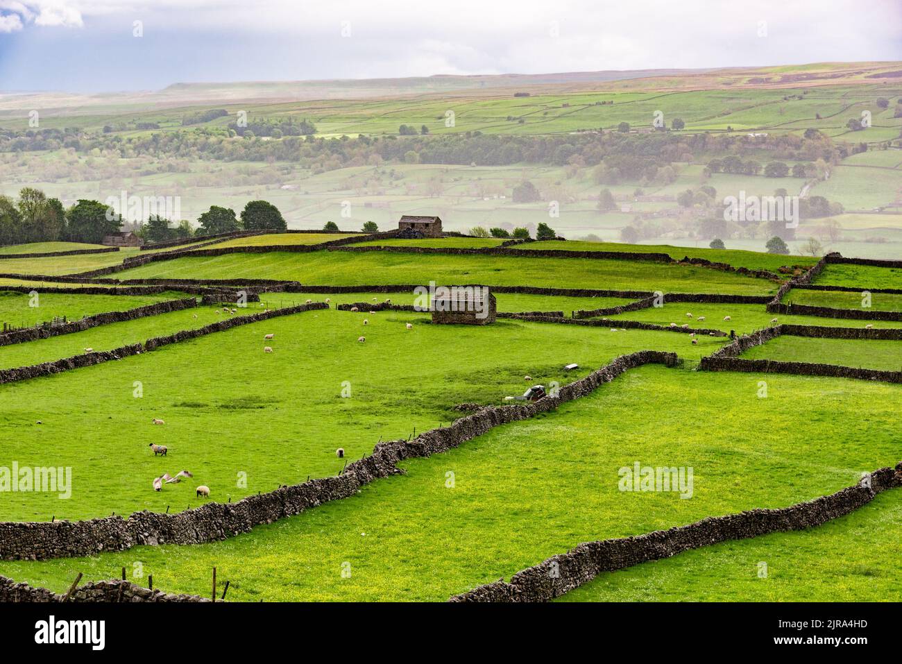 View of stone field barns and stone walls in the rain, Reeth, Yorkshire ...