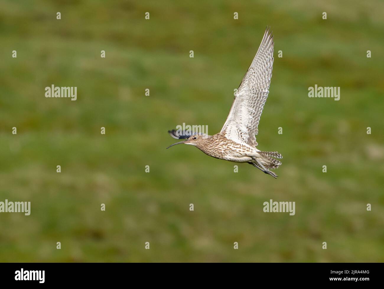A curlew flying over Askrigg Common, Yorkshire Dales, Richmondshire ...