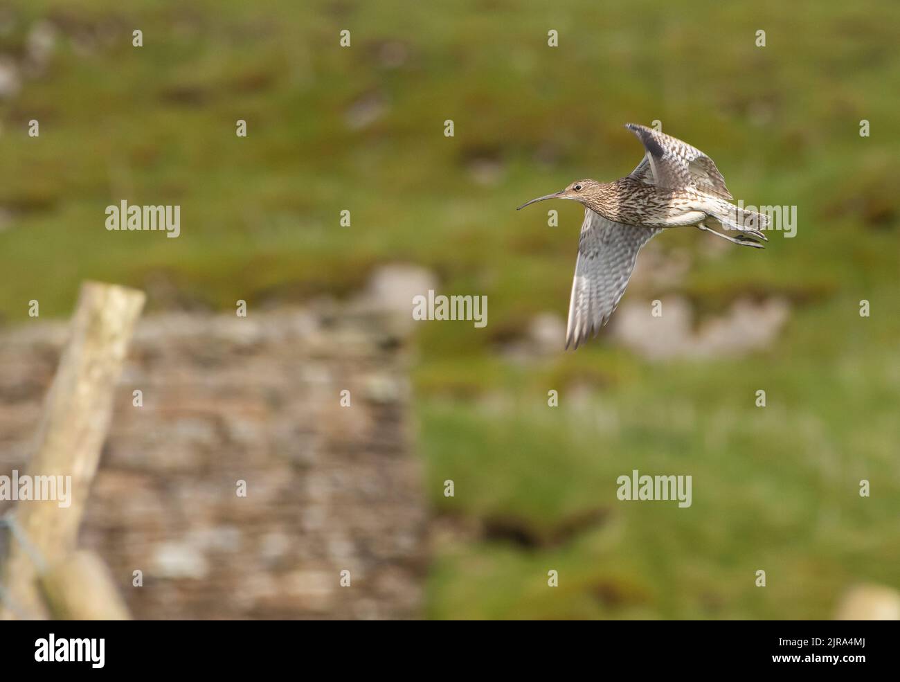 A curlew flying over Askrigg Common, Yorkshire Dales, Richmondshire ...