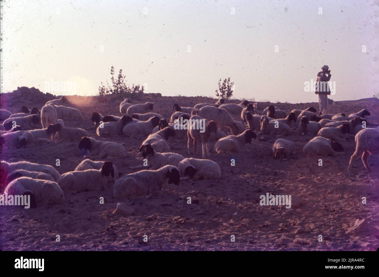 Indian shephard hi-res stock photography and images - Alamy