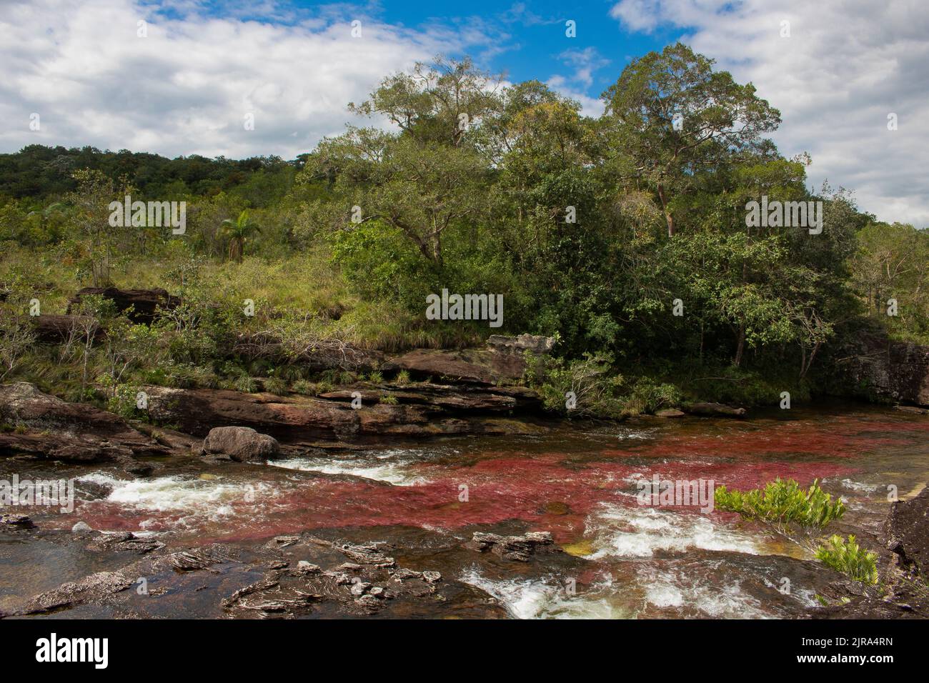 A view of the Cano Cristales, known as the Rainbow River, in the ...