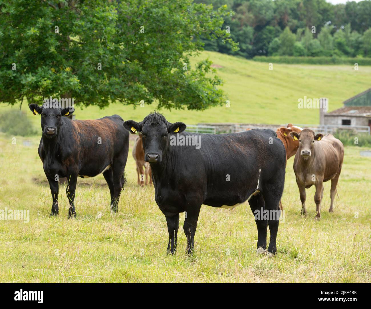 Beef cattle near Hawick, Scottish Borders, UK Stock Photo - Alamy