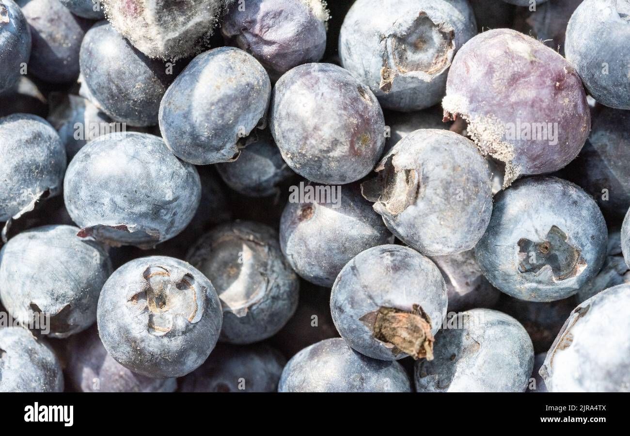 Blueberries in a close-up. Bad blueberries. Old fruit close-up ...
