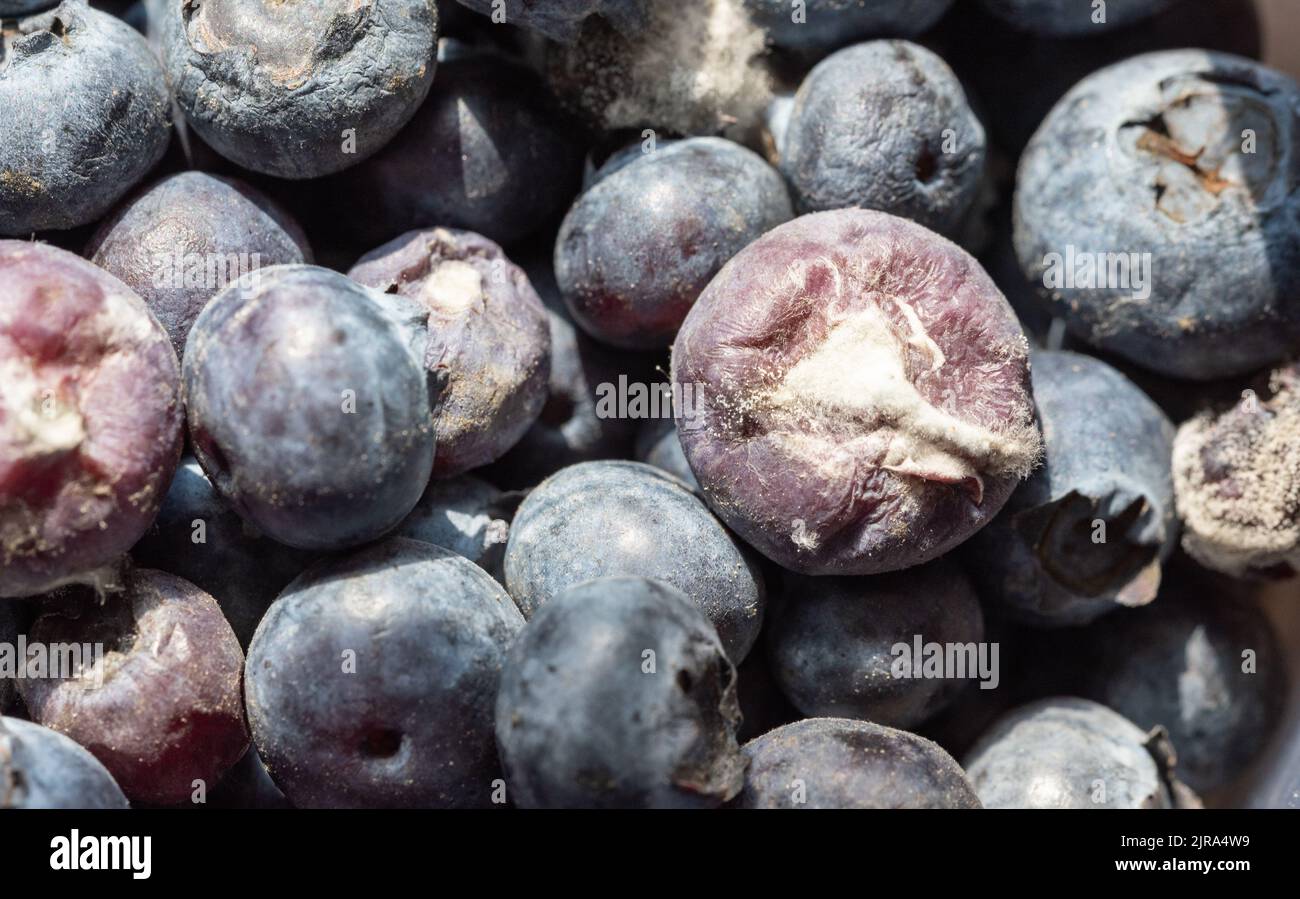 Blueberries in a close-up. Bad blueberries. Old fruit close-up ...