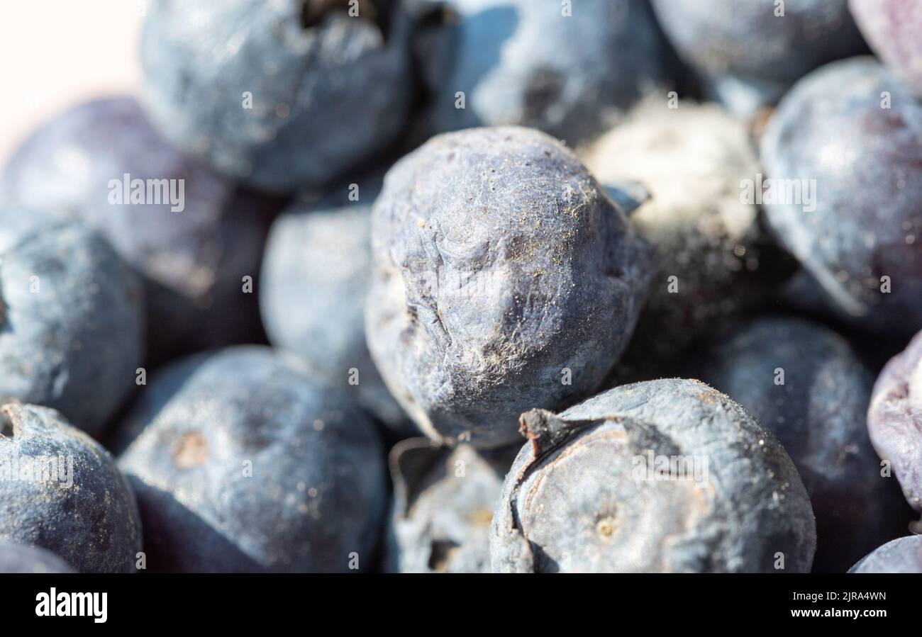 Blueberries in a close-up. Bad blueberries. Old fruit close-up ...