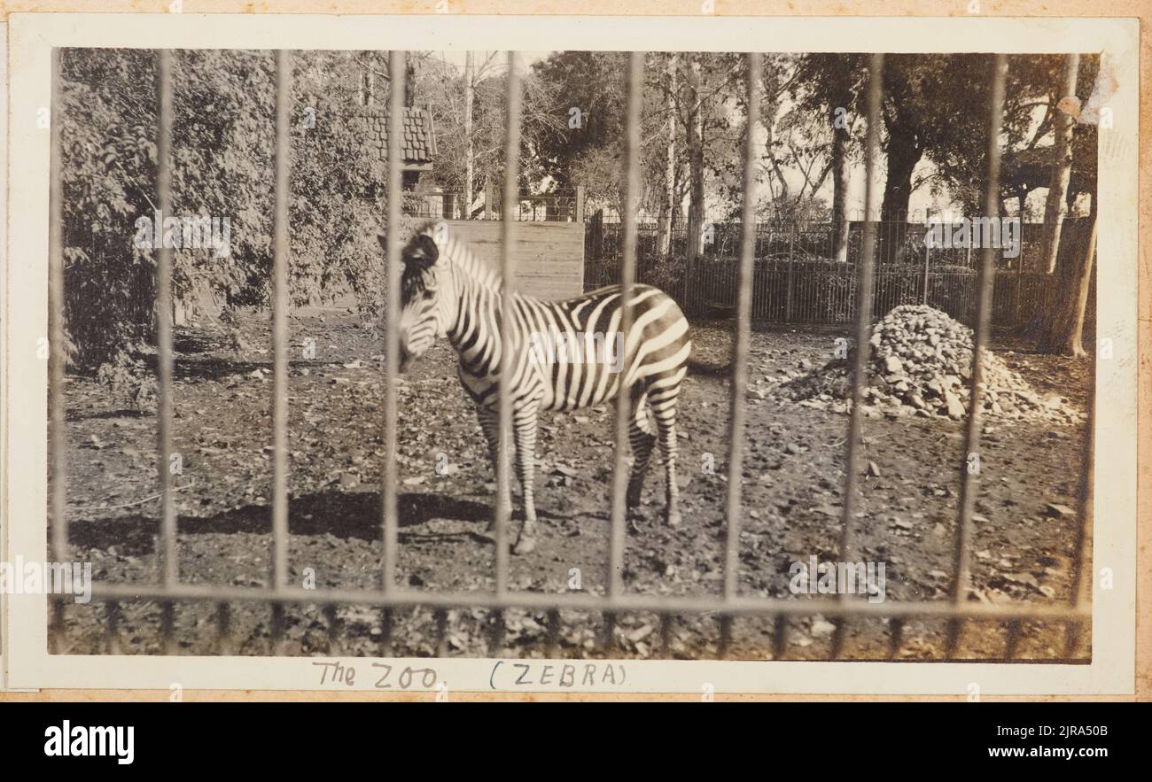 The zoo - zebra. From the album: Photograph album of Major J.M. Rose ...