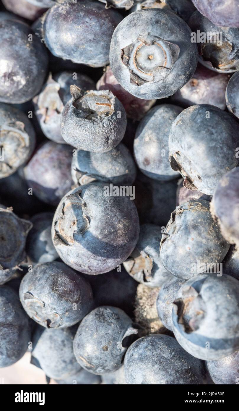 Blueberries in a close-up. Bad blueberries. Old fruit close-up ...