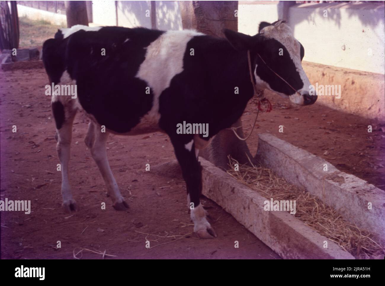 Indian jercy cows hi-res stock photography and images - Alamy