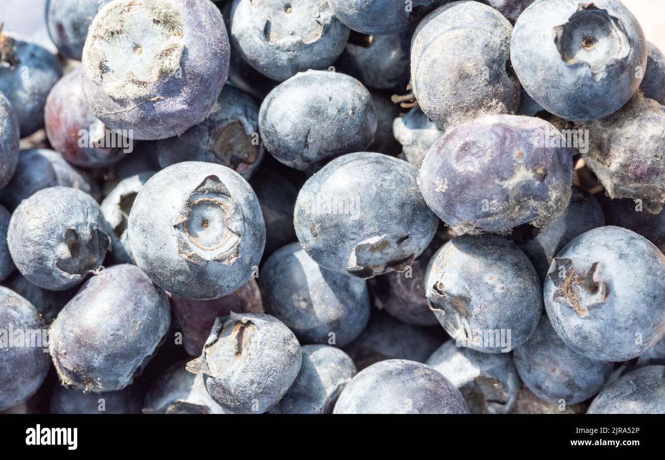 Blueberries in a close-up. Bad blueberries. Old fruit close-up ...