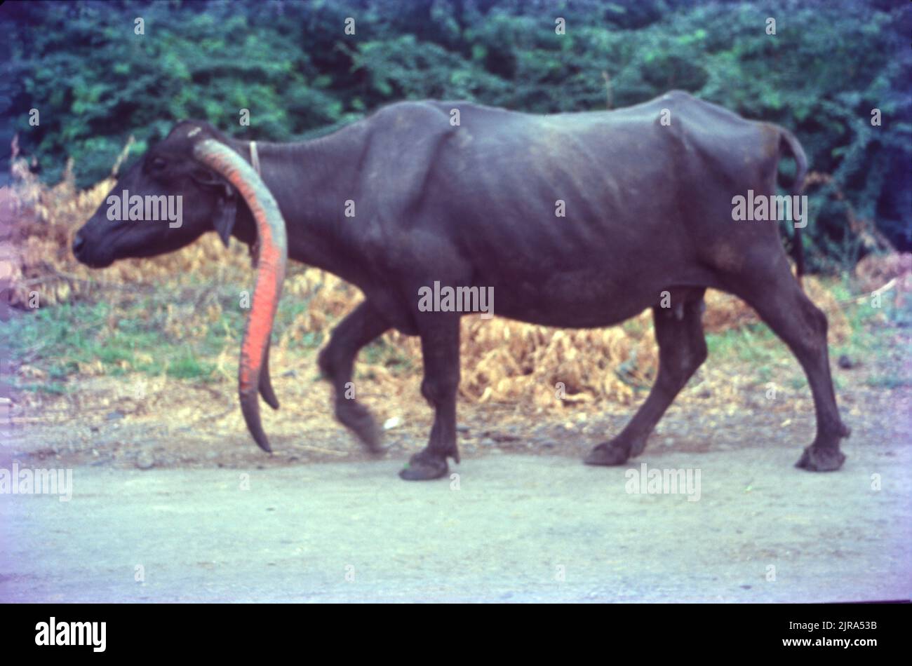 Buffalo, From Kathiyawad, Gujrat, India Stock Photo - Alamy