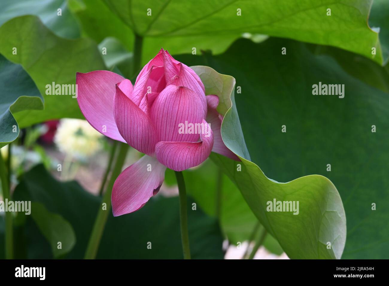 A single pink Crane's-bill bush in the garden Stock Photo - Alamy