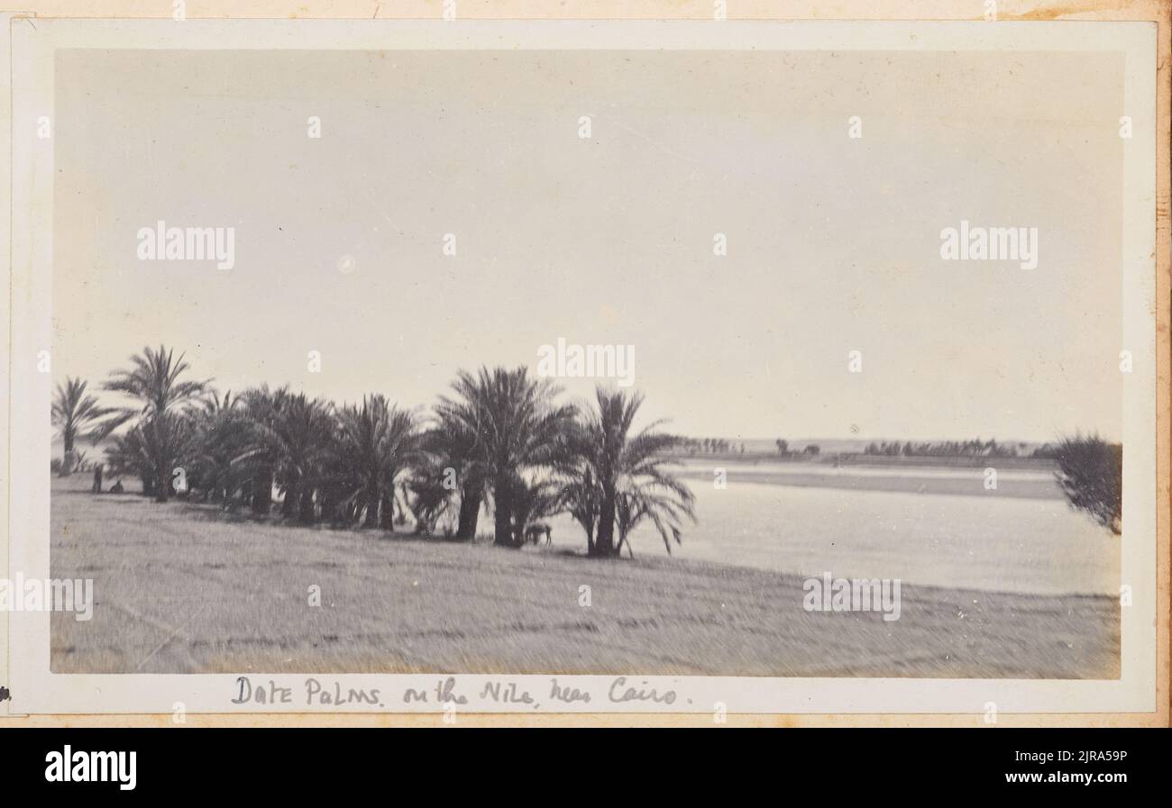 Date palms on the Nile, Cairo. From the album: Photograph album of Major J.M. Rose, 1st NZEF ...