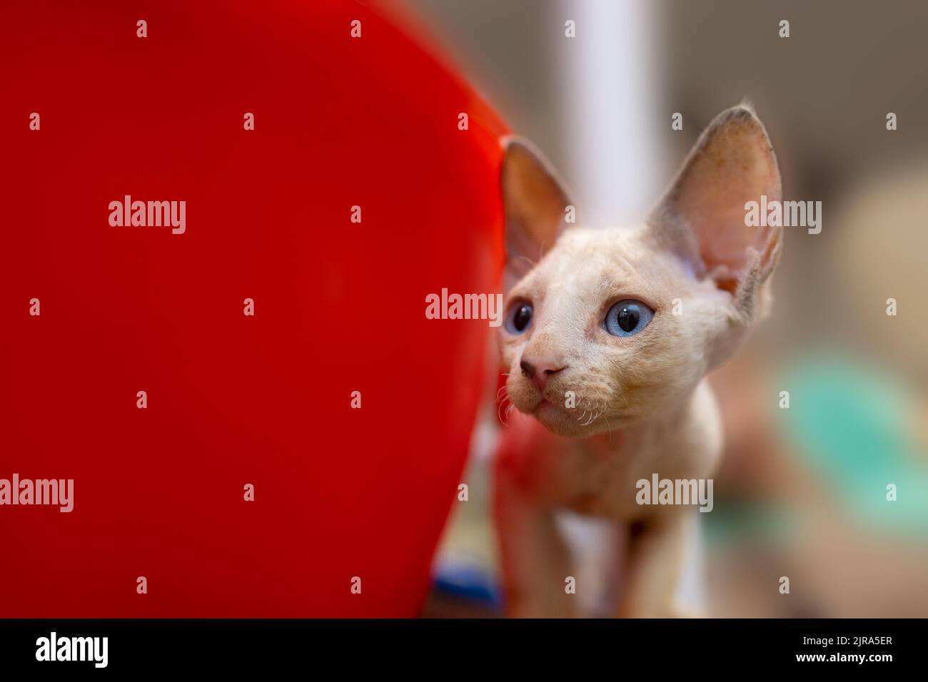 cute devon rex kitten with big ears and blue eyes peeking out Stock ...