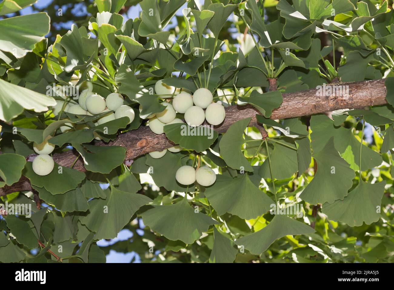 Ginkgo biloba, commonly known as ginkgo or gingko, also known as the ...