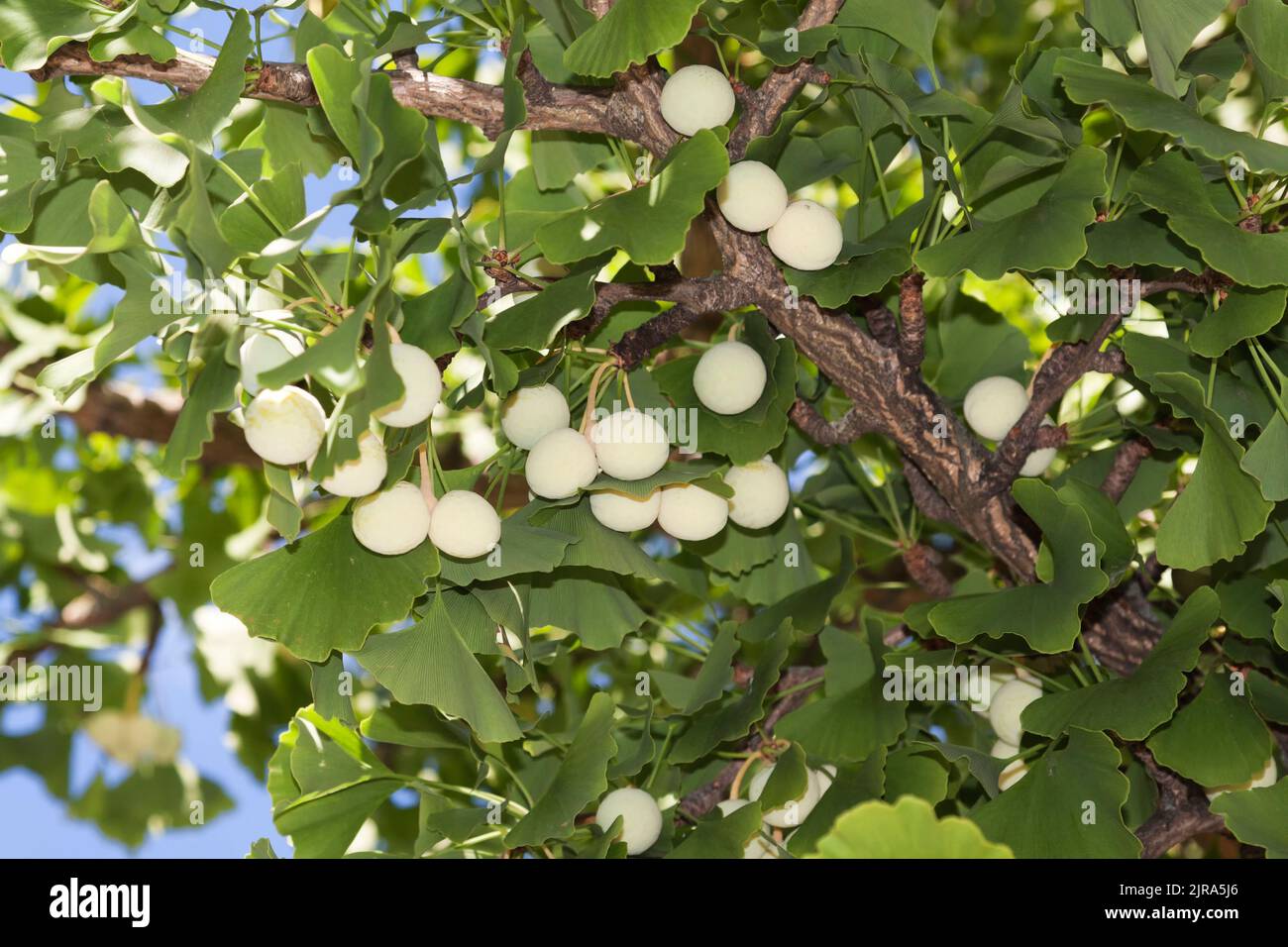 Ginkgo biloba, commonly known as ginkgo or gingko, also known as the ...