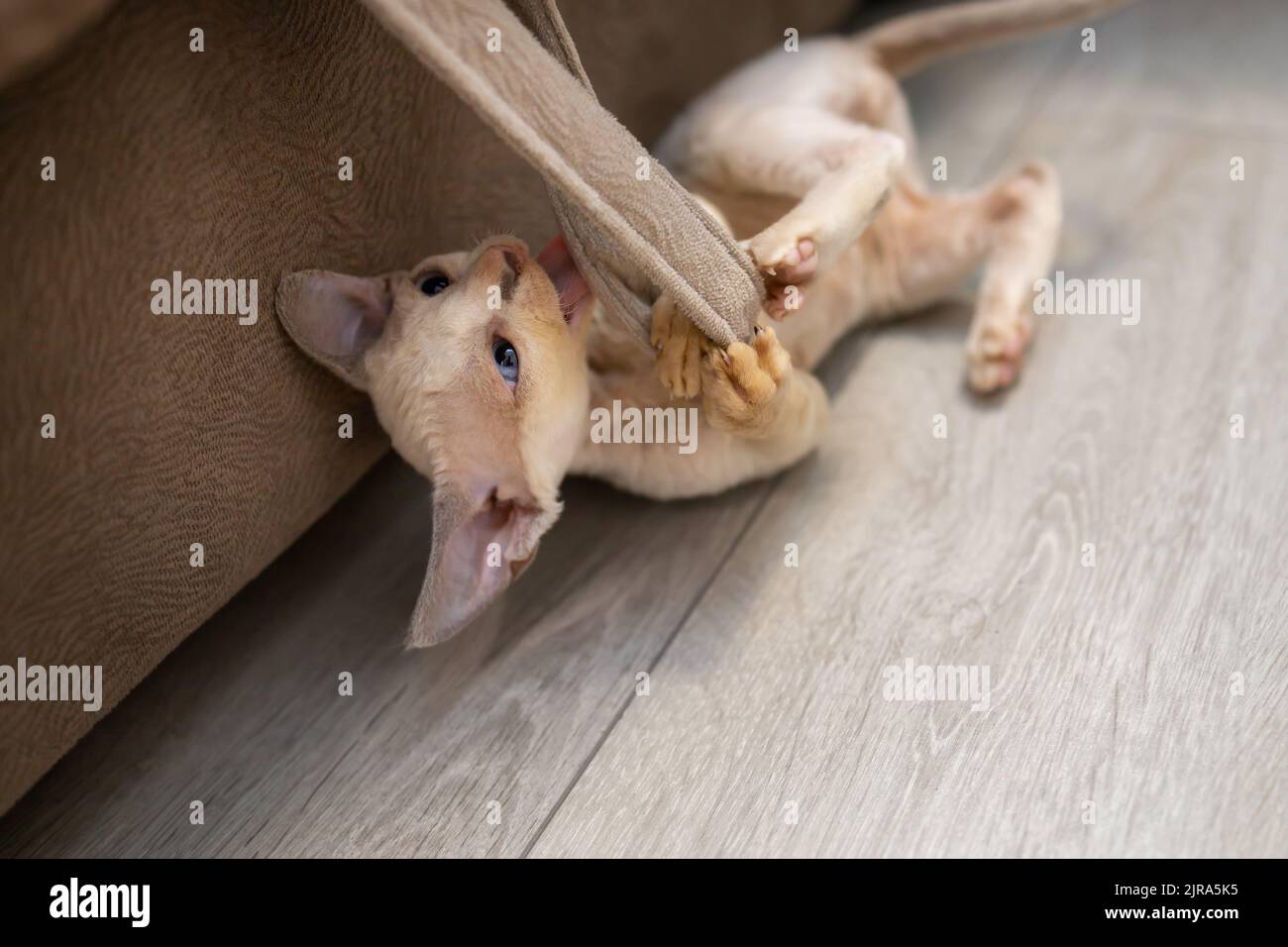 Little playful Devon Rex kitten plays with a rag on the floor Stock ...