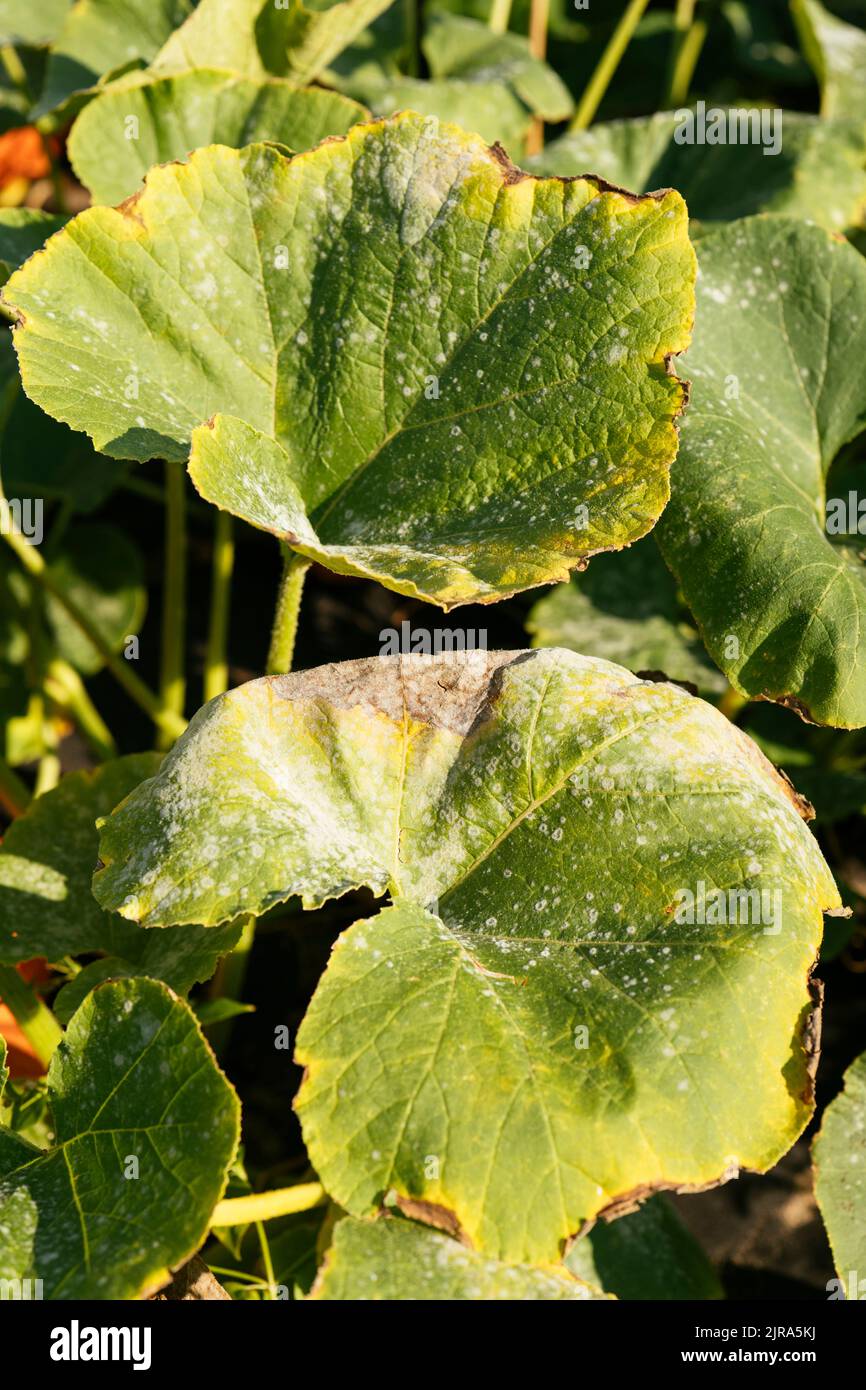 Winter squash leaves with powdery mildew Stock Photo - Alamy