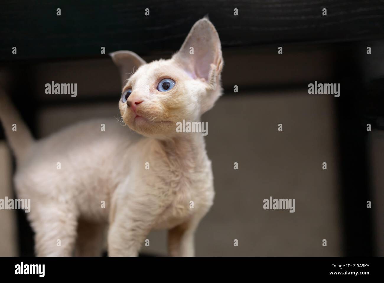 little cute devon rex kitten looking away Stock Photo - Alamy