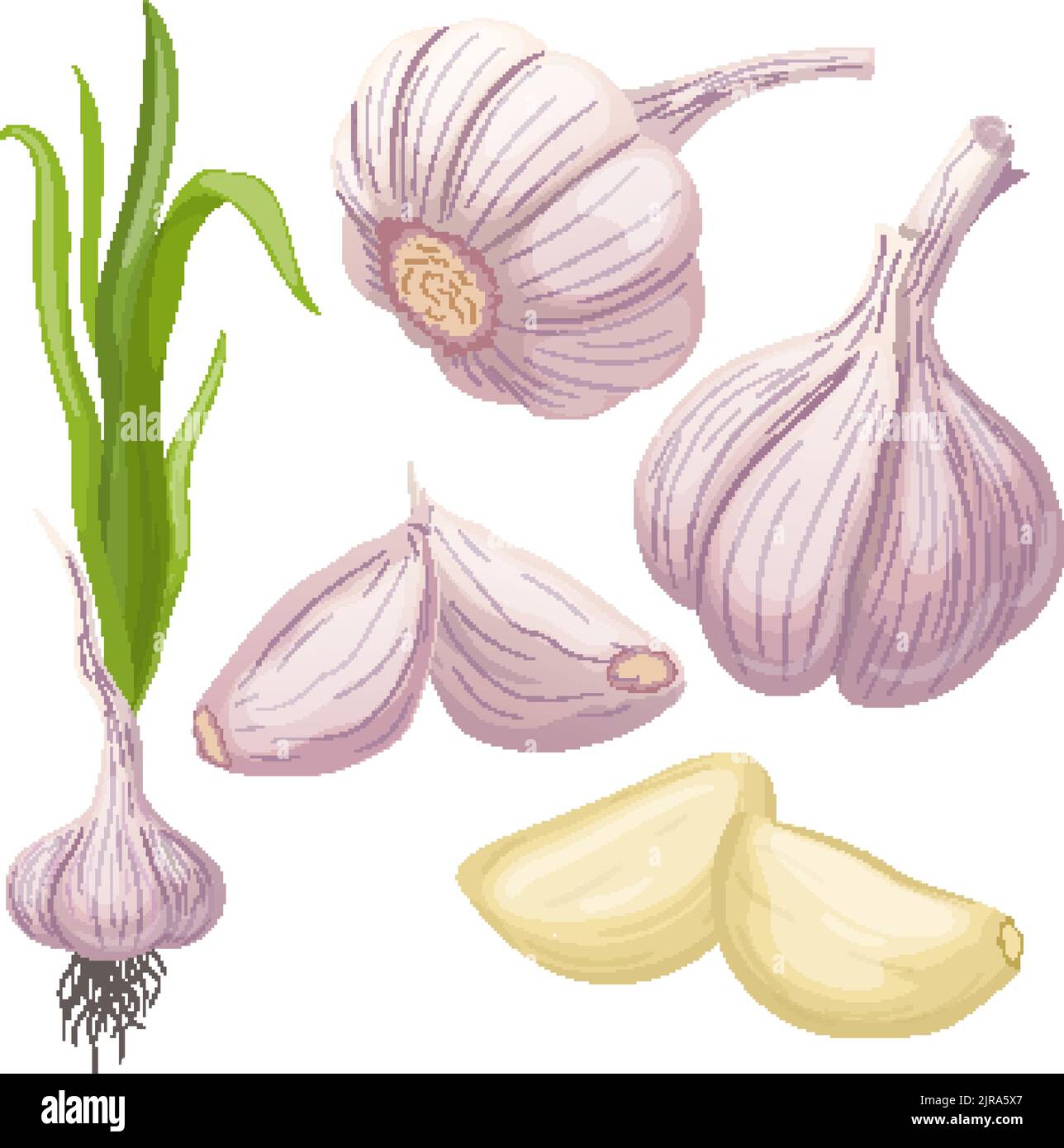 garlic food set cartoon vector illustration Stock Vector Image & Art ...