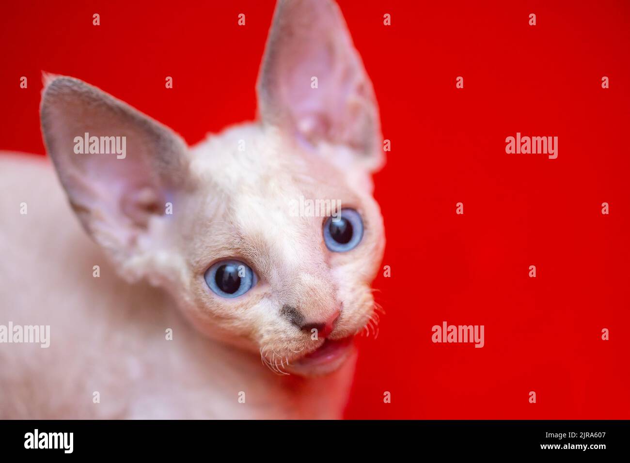 a small white Devon Rex kitten A with blue eyes looks at the camera on ...