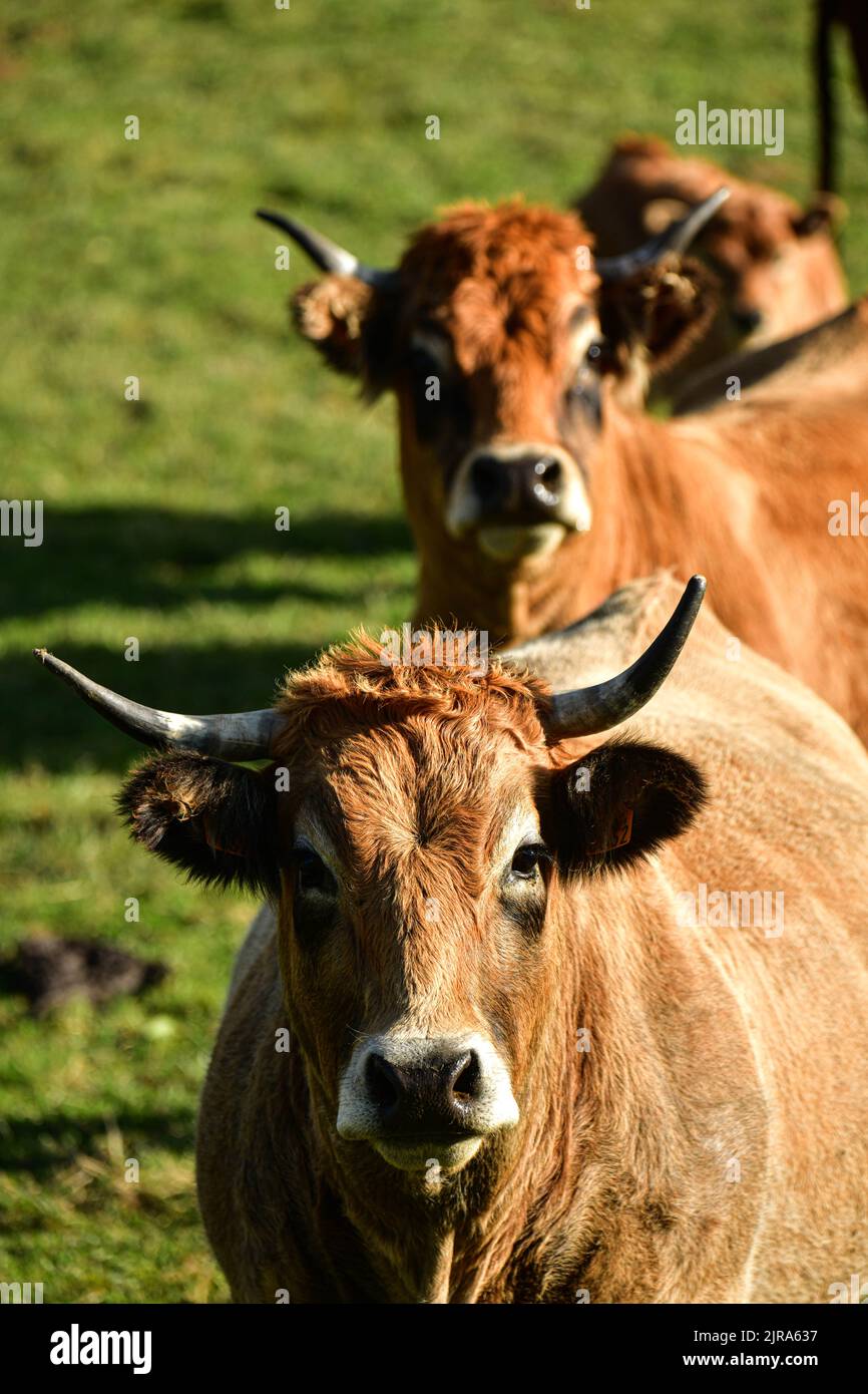 Haute-Loire department (south-central France): two Aubrac cows looking ...