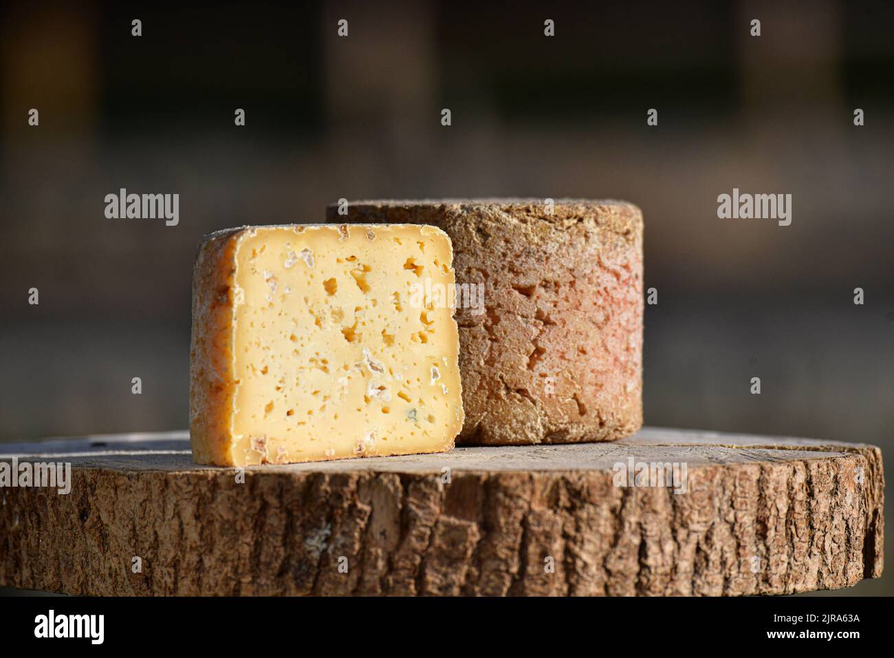 Chanaleilles (south of France): “fromage aux artisous”, Artison cheese ...