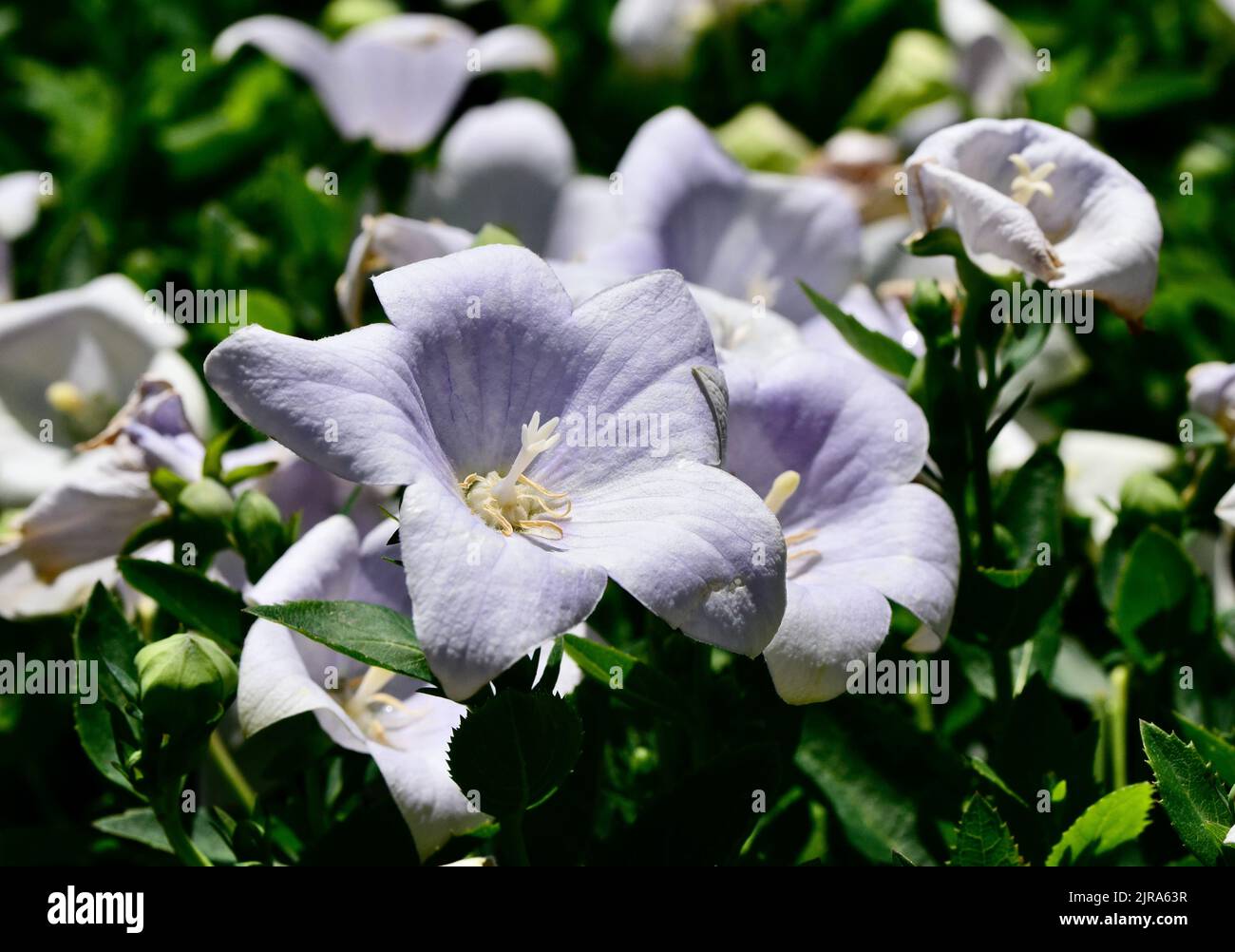 A close-up shot of Platycodon grandiflorus Stock Photo - Alamy