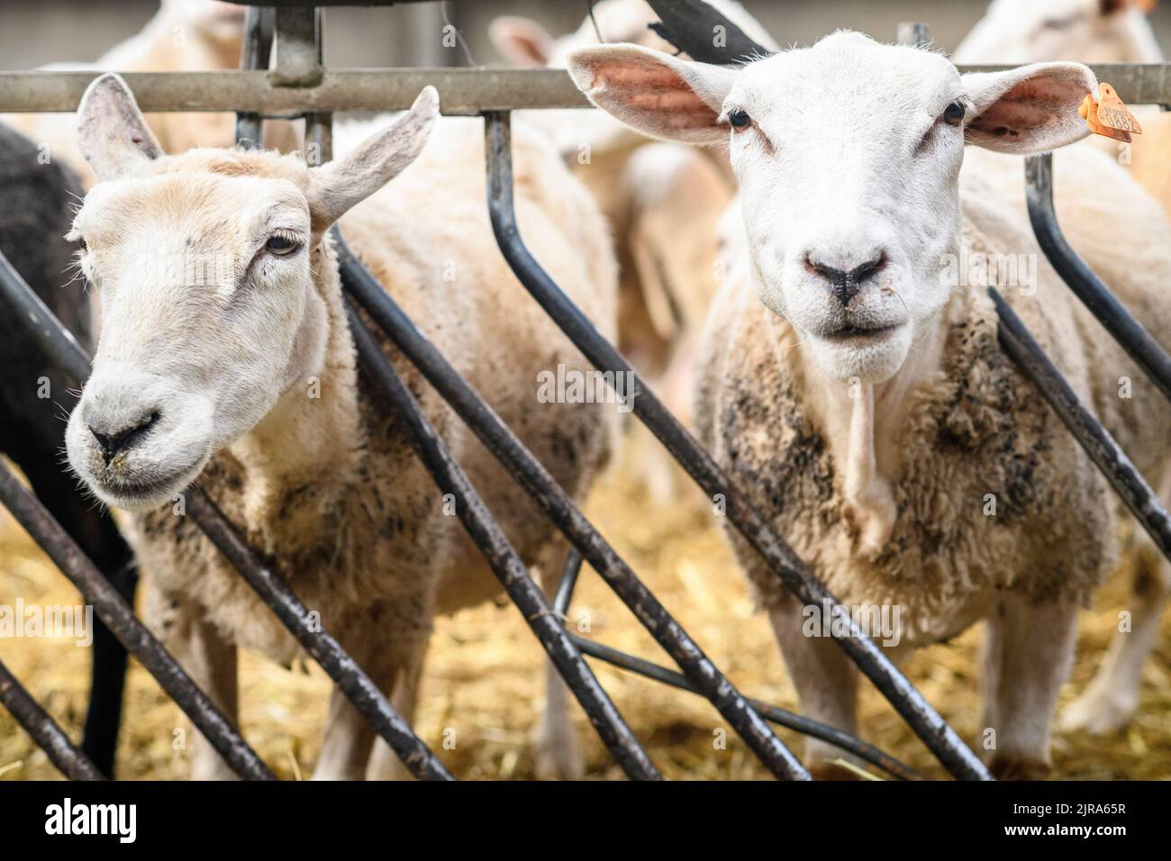 Sheep captivity hi-res stock photography and images - Alamy