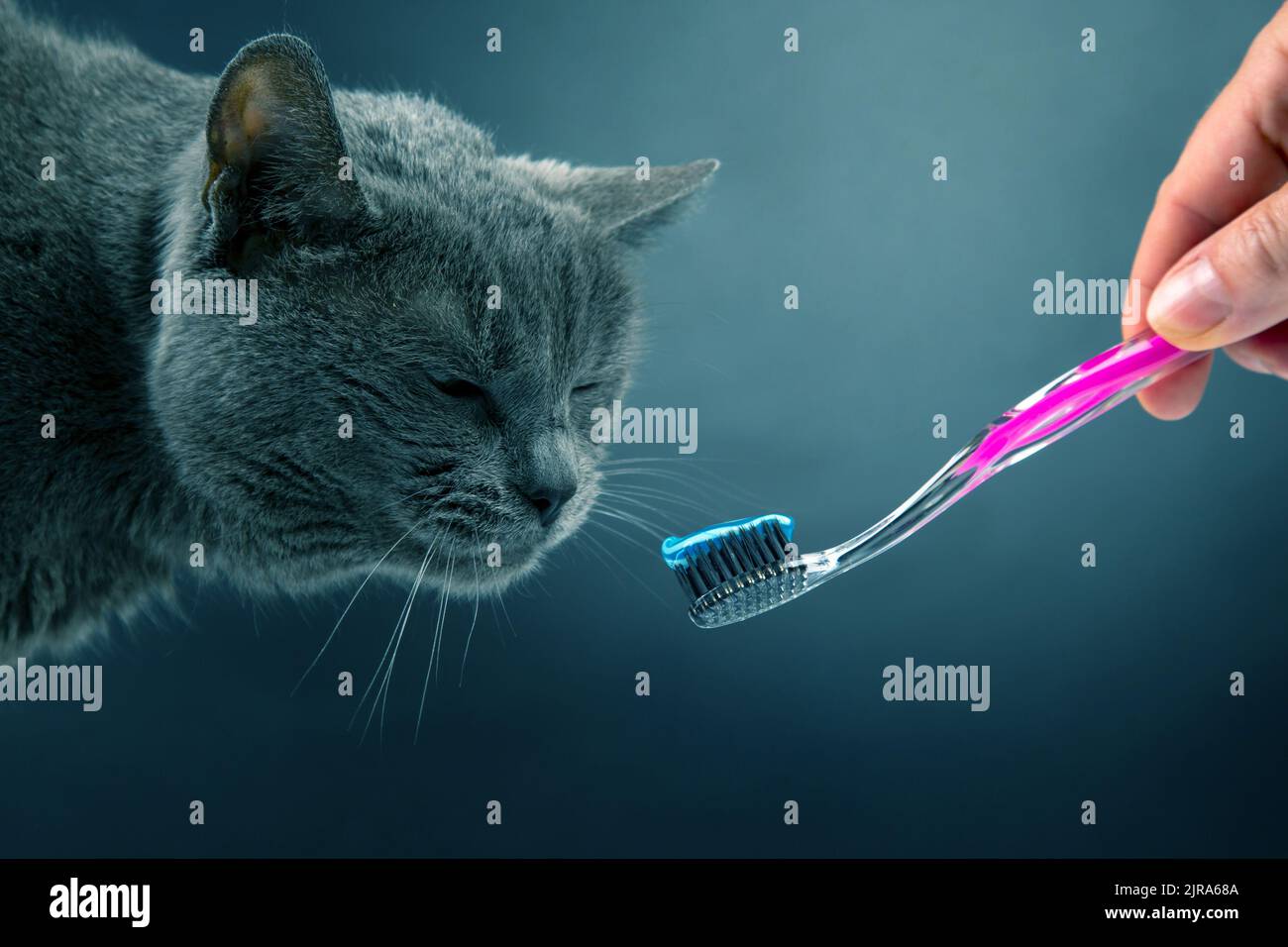 toothbrush with toothpaste for brushing teeth with a gray cat. feline ...