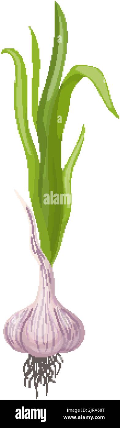 garlic bulb green stalk cartoon vector illustration Stock Vector Image ...